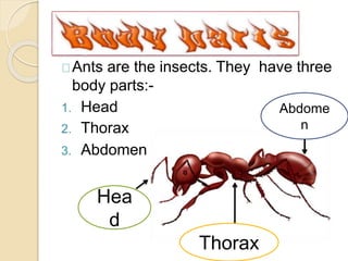 Presentation on ant | PPTX