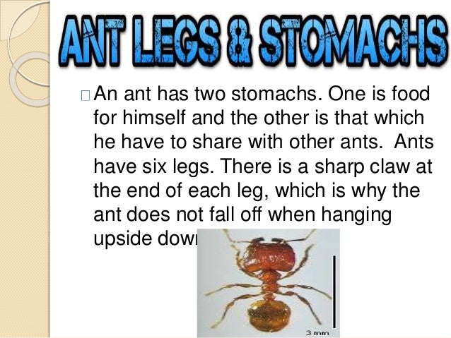 Presentation on ant