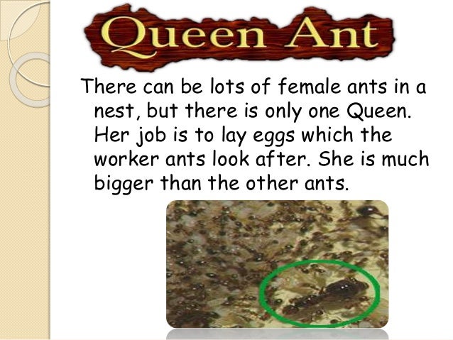 Queen Ants Laying Eggs
