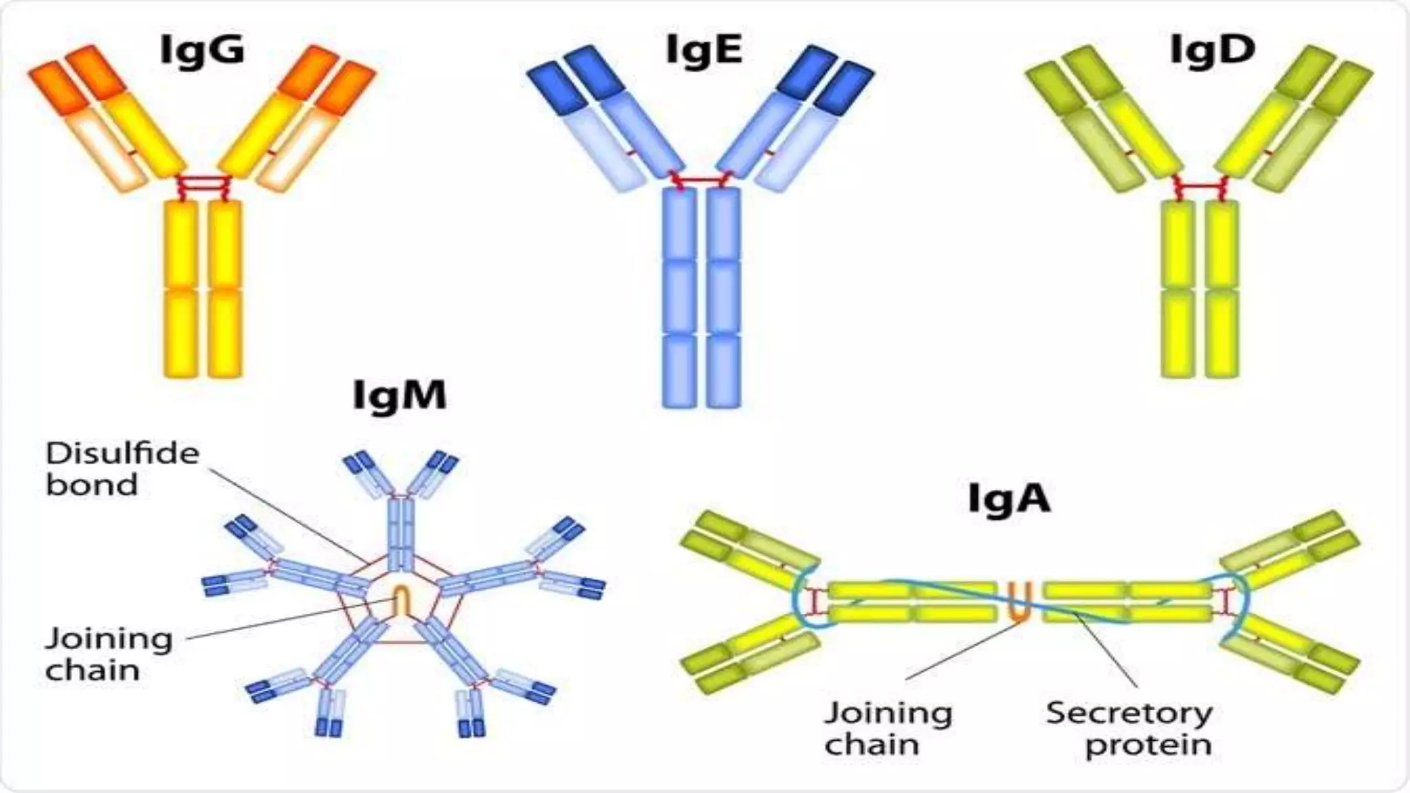 Types of Antibody | PPTX
