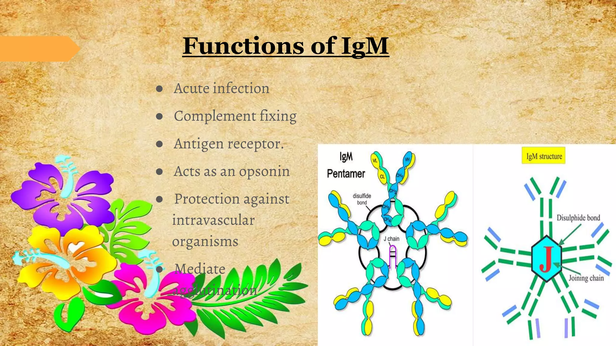Types of Antibody | PPTX