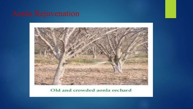 Cultivation of aonla. | PPTX | Agriculture | Industries