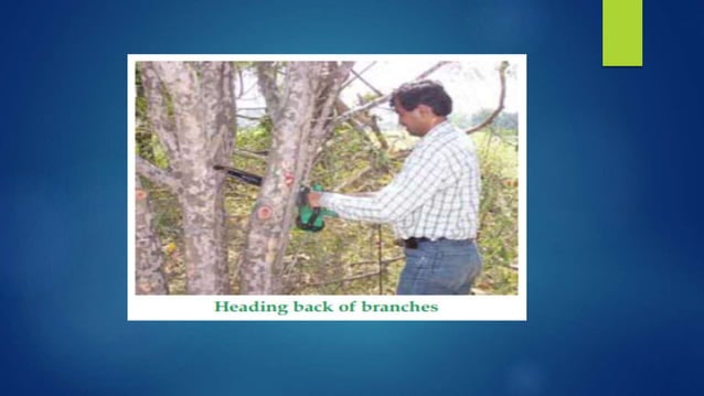 Cultivation of aonla. | PPTX | Agriculture | Industries
