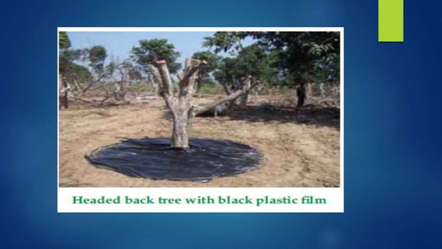 Cultivation of aonla. | PPTX | Agriculture | Industries