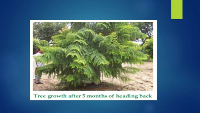 Cultivation of aonla. | PPTX | Agriculture | Industries