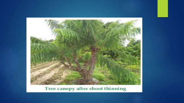 Cultivation of aonla. | PPTX | Agriculture | Industries