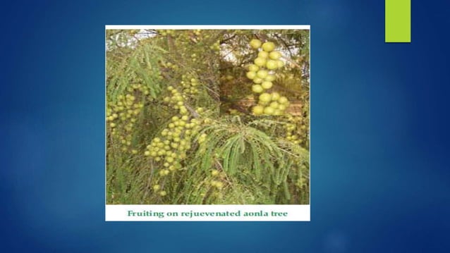 Cultivation of aonla. | PPTX | Agriculture | Industries