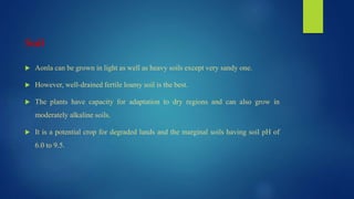 Cultivation of aonla. | PPTX