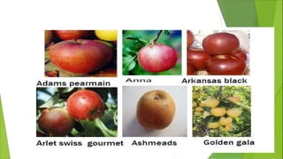 Breeding of Apple | PPTX