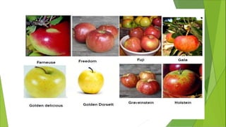 Breeding of Apple | PPTX