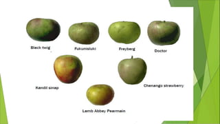Breeding of Apple | PPTX