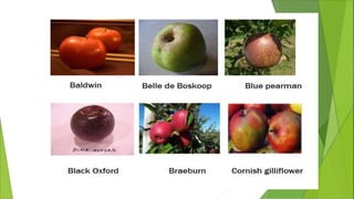 Breeding of Apple | PPT