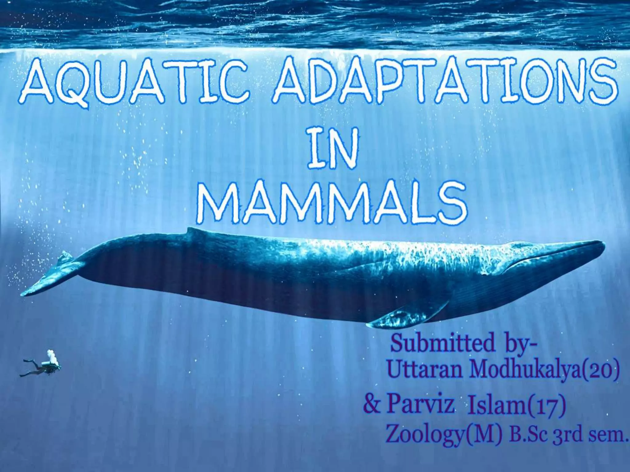 Presentation on aquatic mammals | PPTX