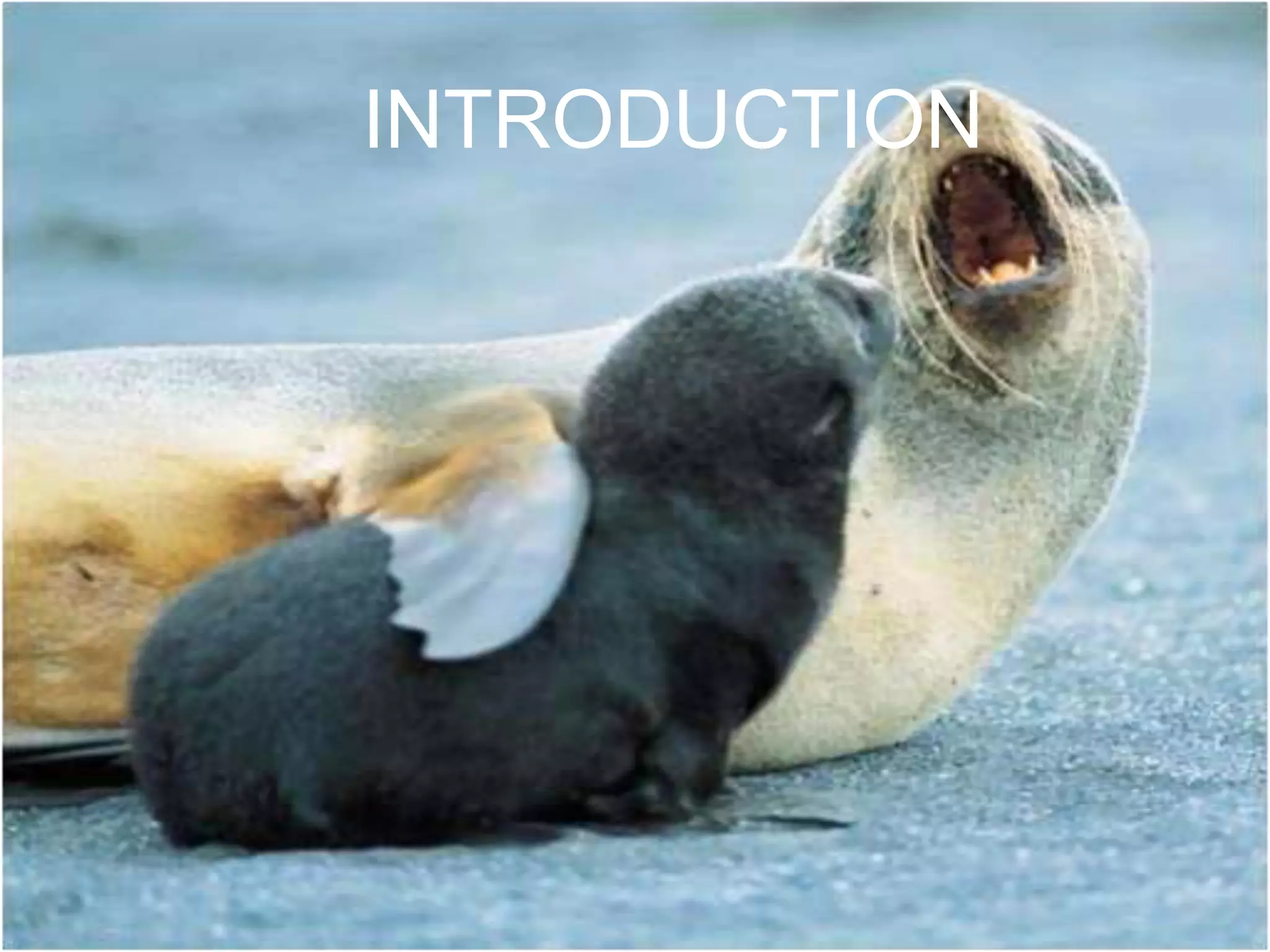 Presentation on aquatic mammals | PPTX