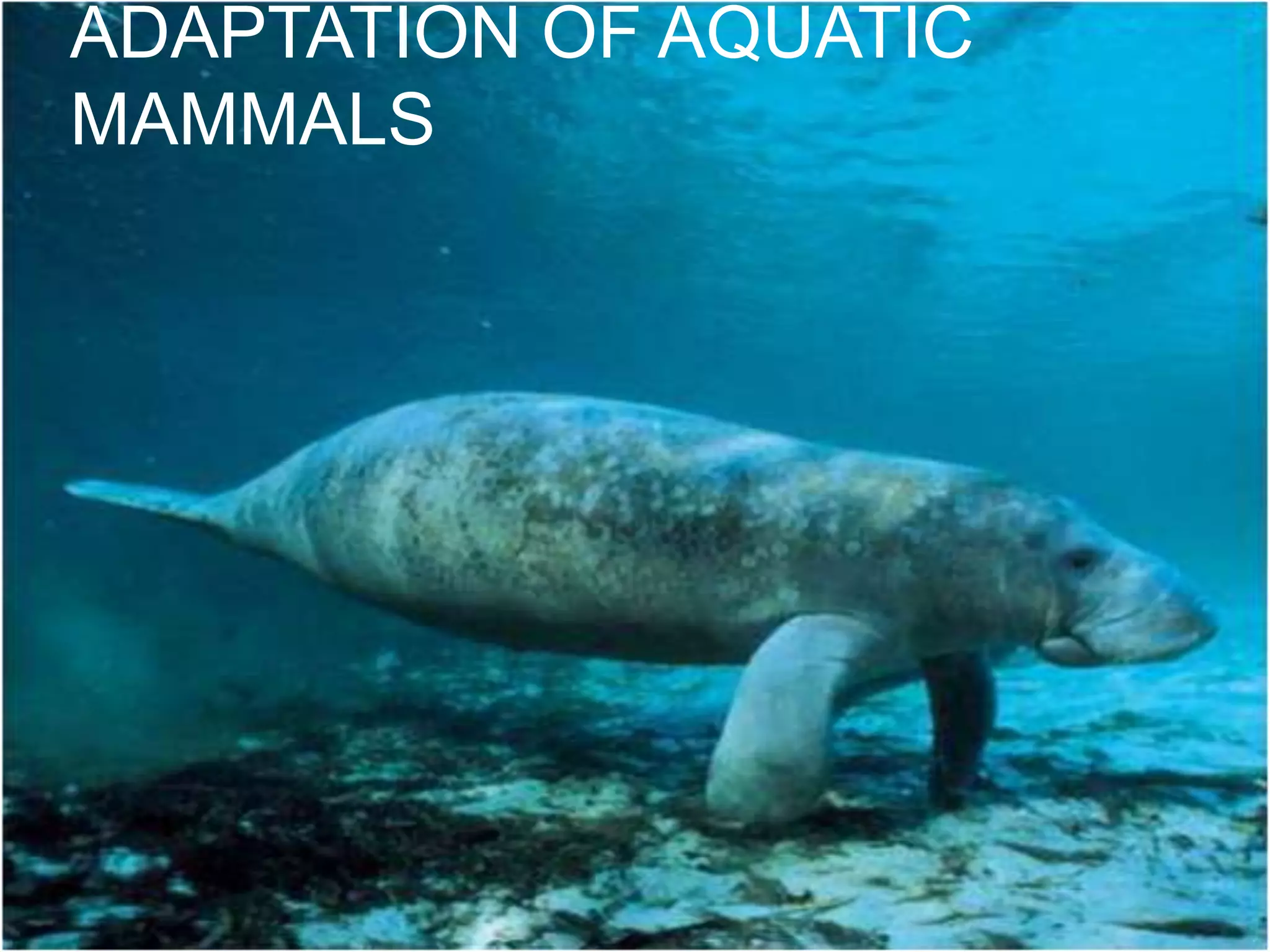Presentation on aquatic mammals | PPTX