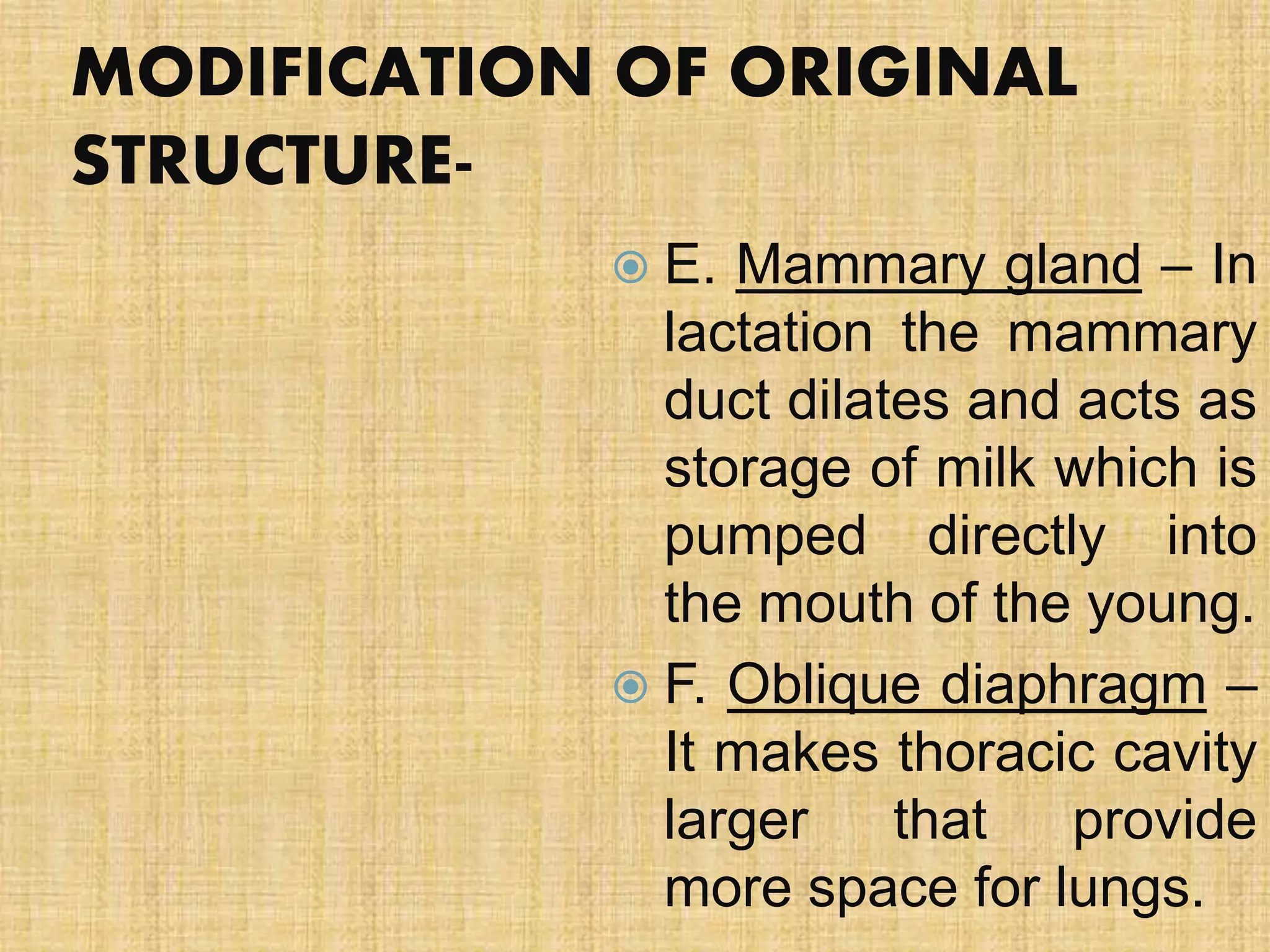 Presentation on aquatic mammals | PPTX