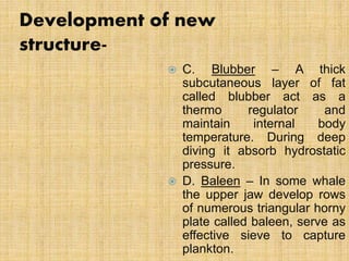 Presentation on aquatic mammals | PPTX