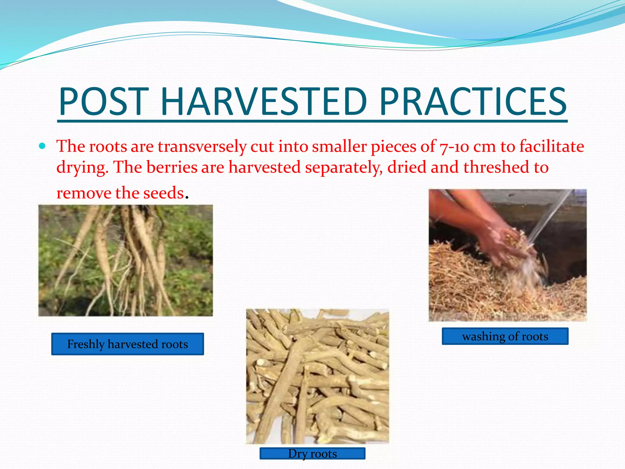 Presentation on ashwagandha | PPTX