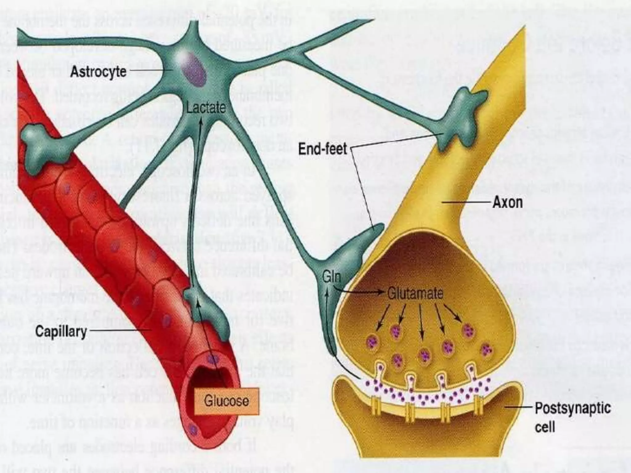 Presentation on astrocytes | PPTX