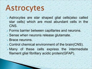 Presentation on astrocytes | PPTX