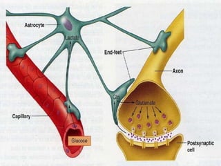 Presentation on astrocytes | PPTX