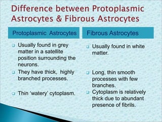 Presentation on astrocytes | PPTX