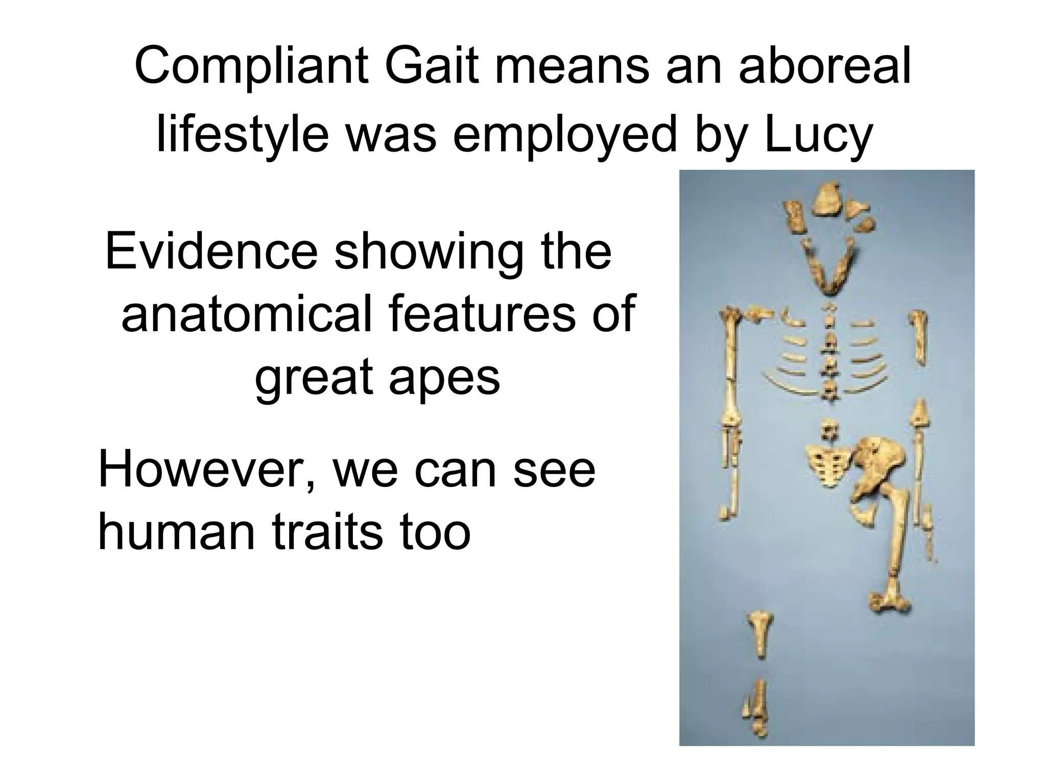 Australopithecus Walking | PPT
