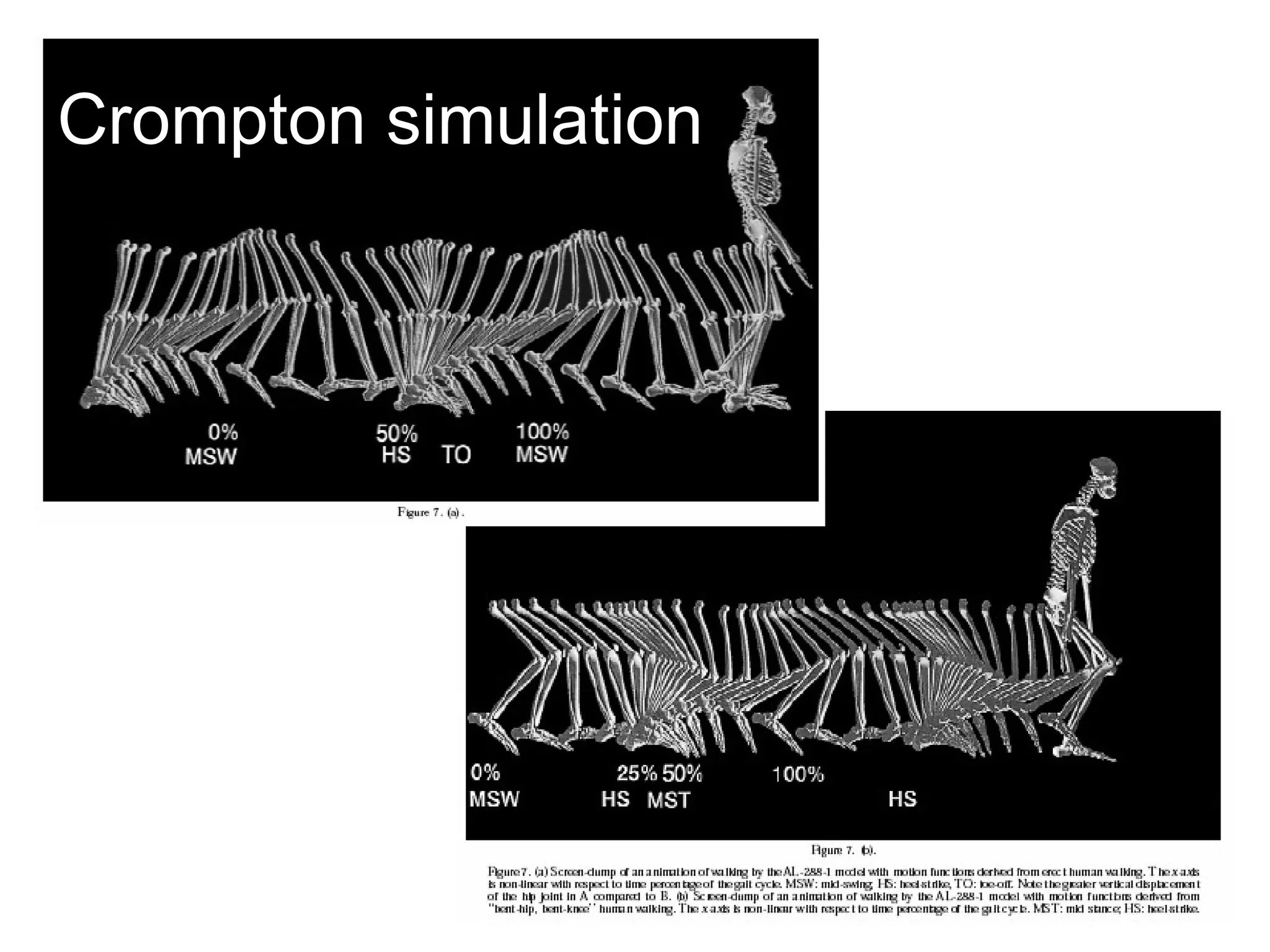 Australopithecus Walking | PPT