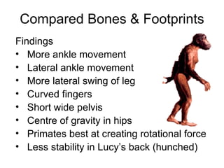 Australopithecus Walking | PPT
