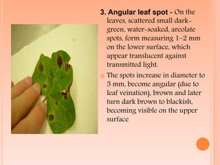 Bacterial blight of cotton | PPTX