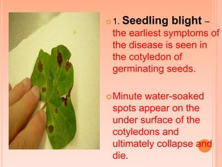 Bacterial blight of cotton
