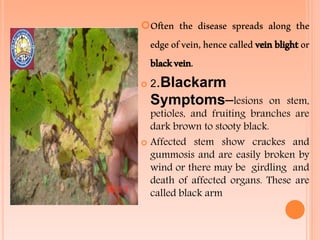 Bacterial blight of cotton | PPT