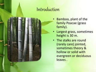 Presentation on bamboo tree | PPTX