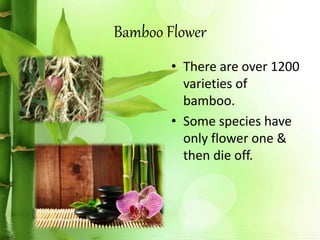Presentation on bamboo tree | PPTX
