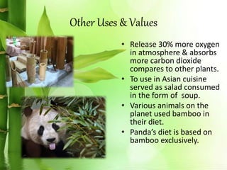 Presentation on bamboo tree | PPTX