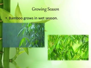 Presentation on bamboo tree | PPTX