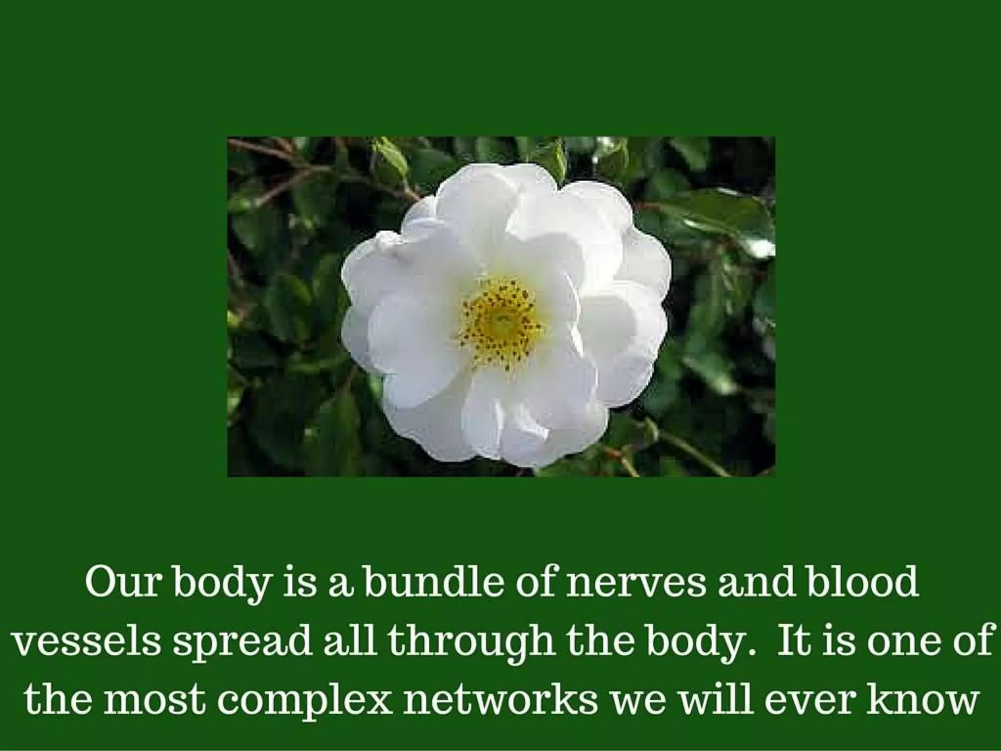 Presentation on benefits of clapping | PPTX