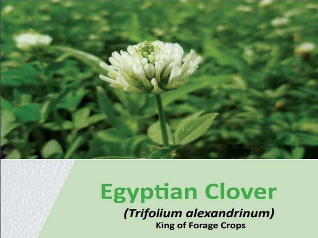 Presentation on berseem | PPTX