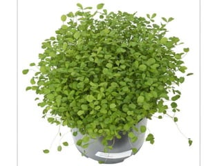 Presentation on berseem | PPTX