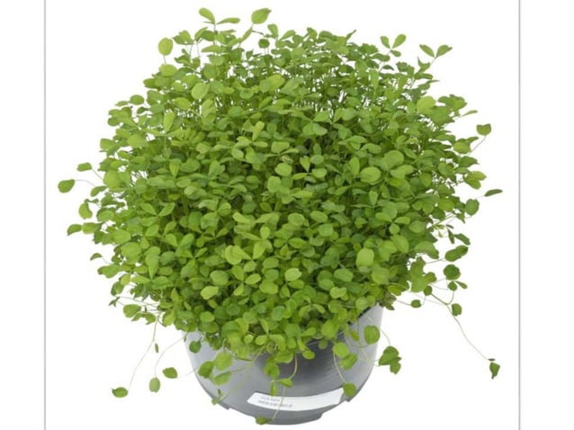 Presentation on berseem | PPTX