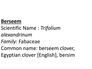 Presentation on berseem | PPTX