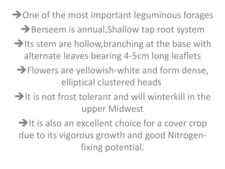 Presentation on berseem | PPTX