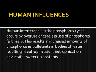 Presentation on biogeochemical cycles 2 | PPT | Science