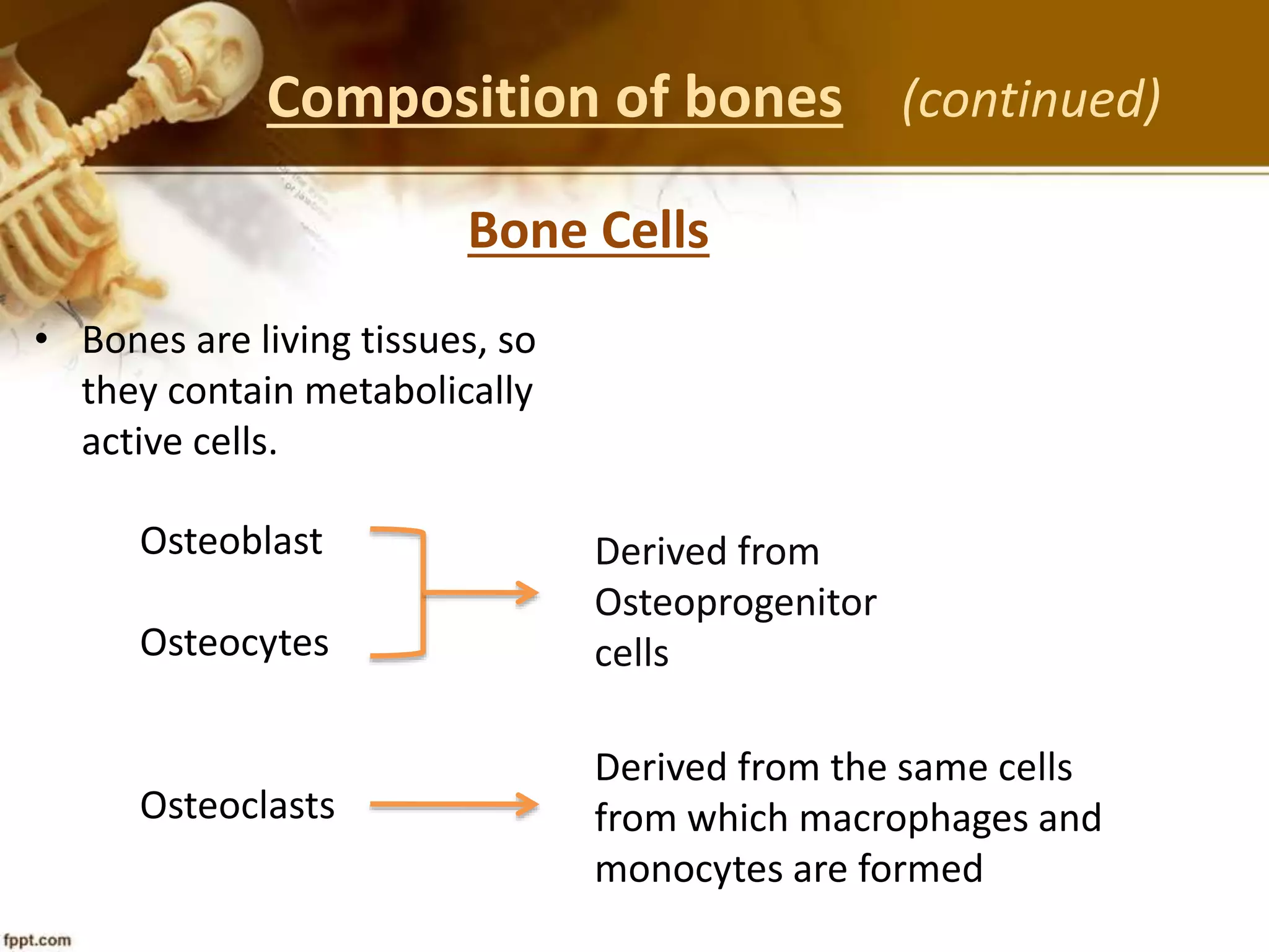 Presentation on bones | PPSX