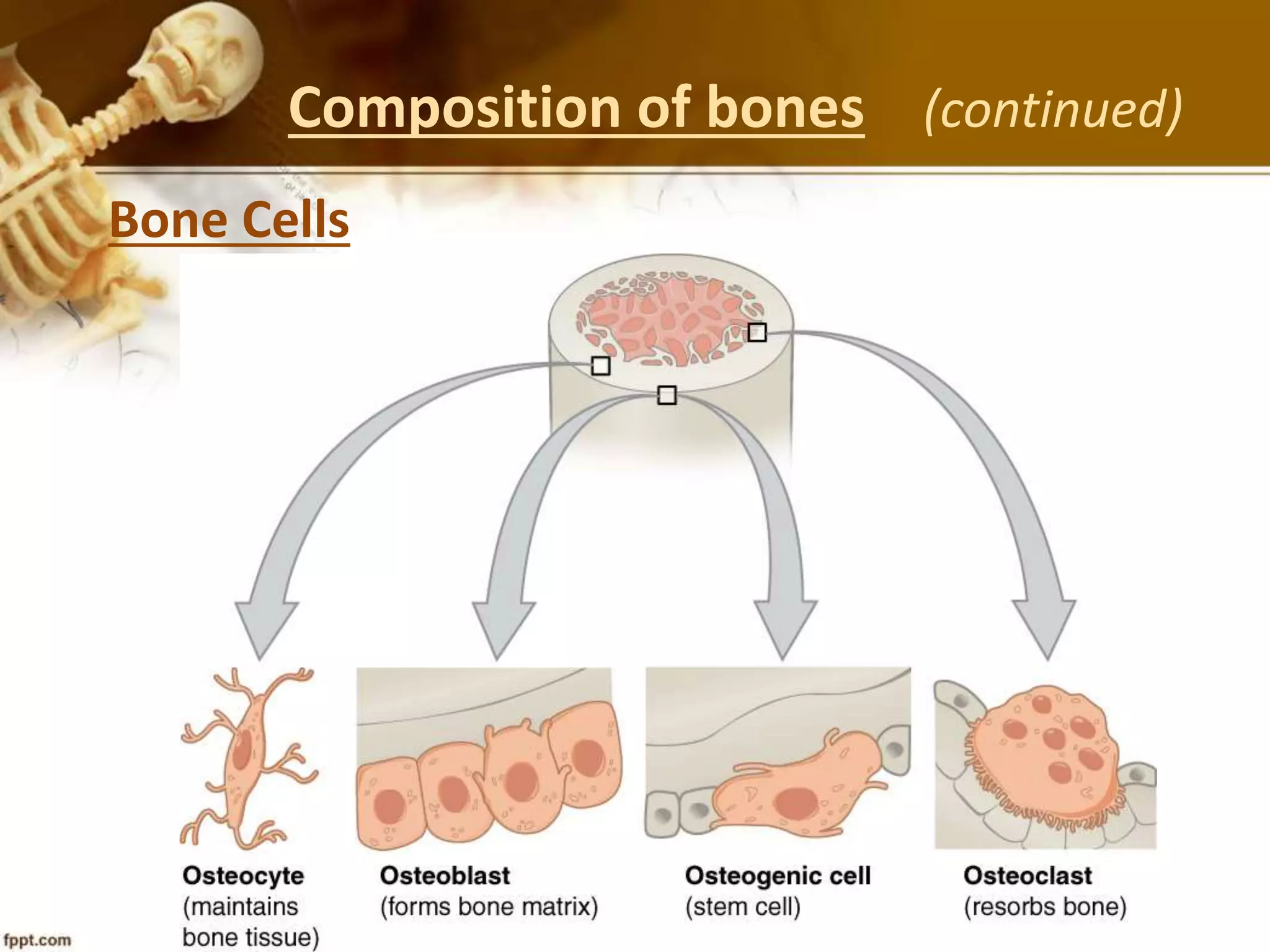 Presentation on bones | PPSX