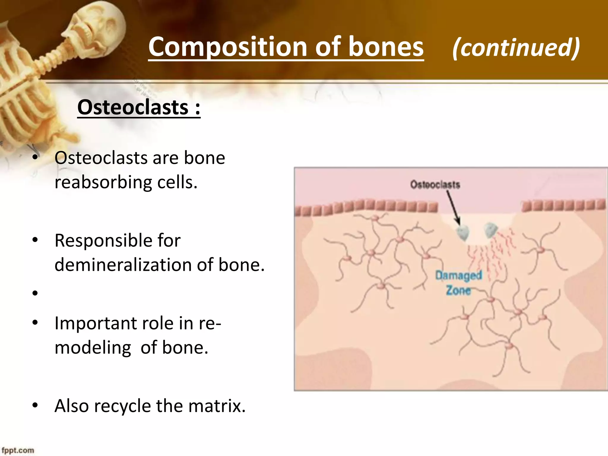 Presentation on bones | PPSX