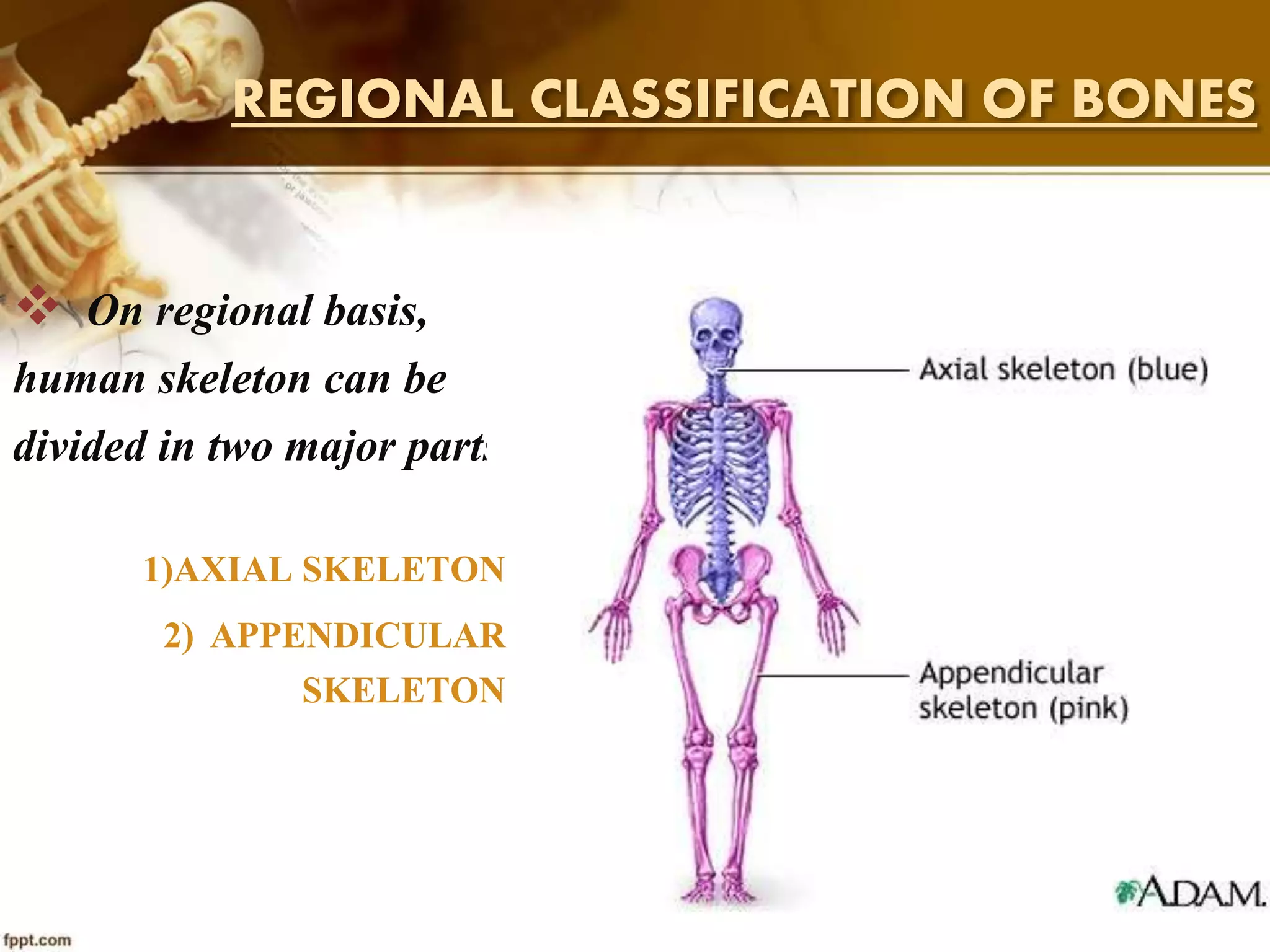 Presentation on bones | PPSX