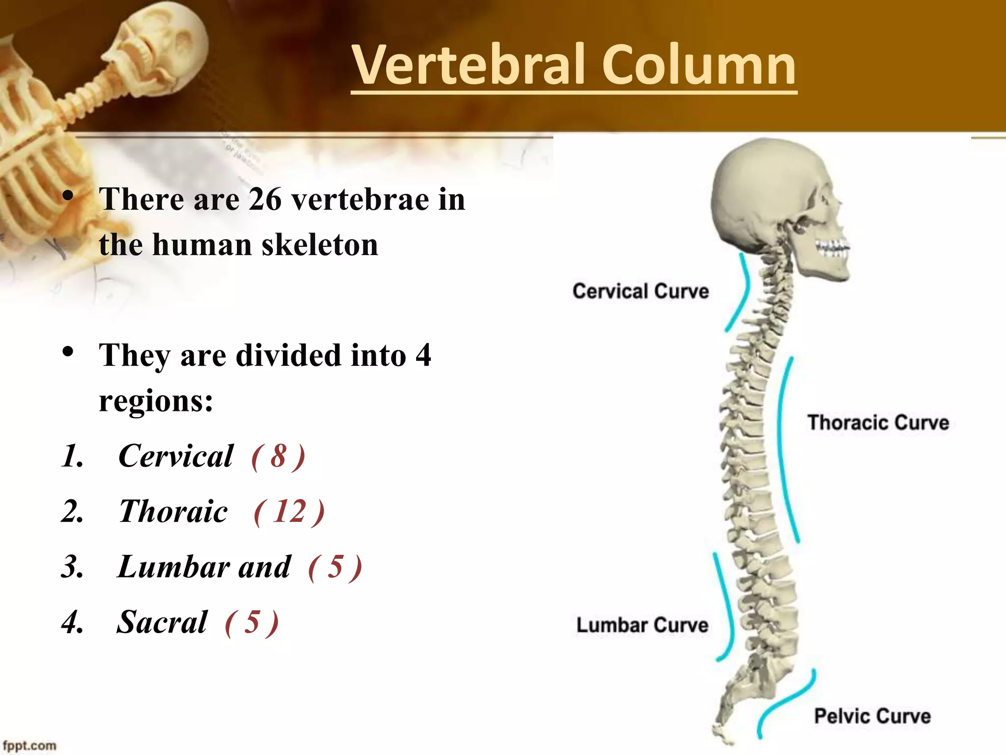 Presentation on bones | PPSX