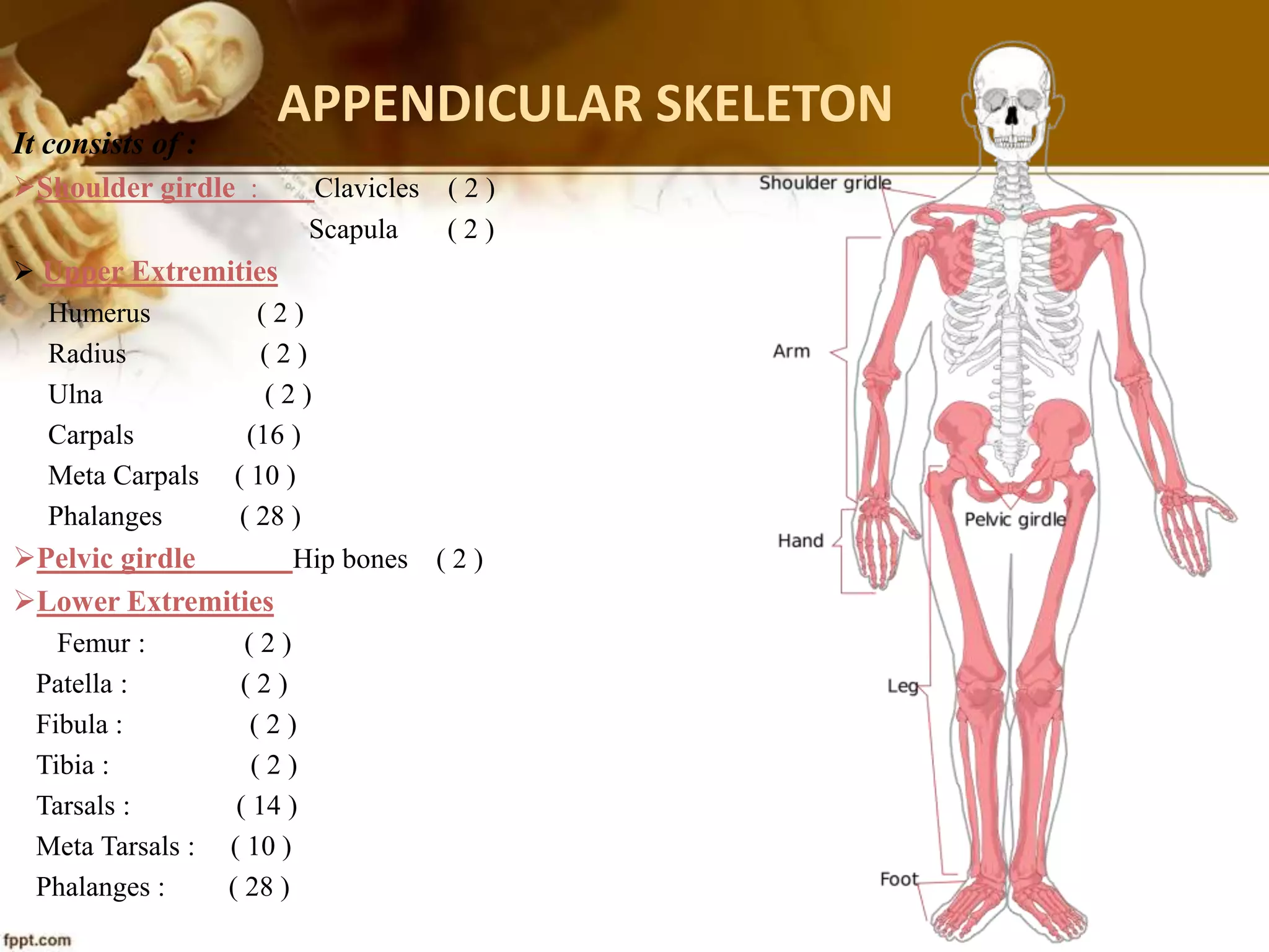 Presentation on bones | PPSX