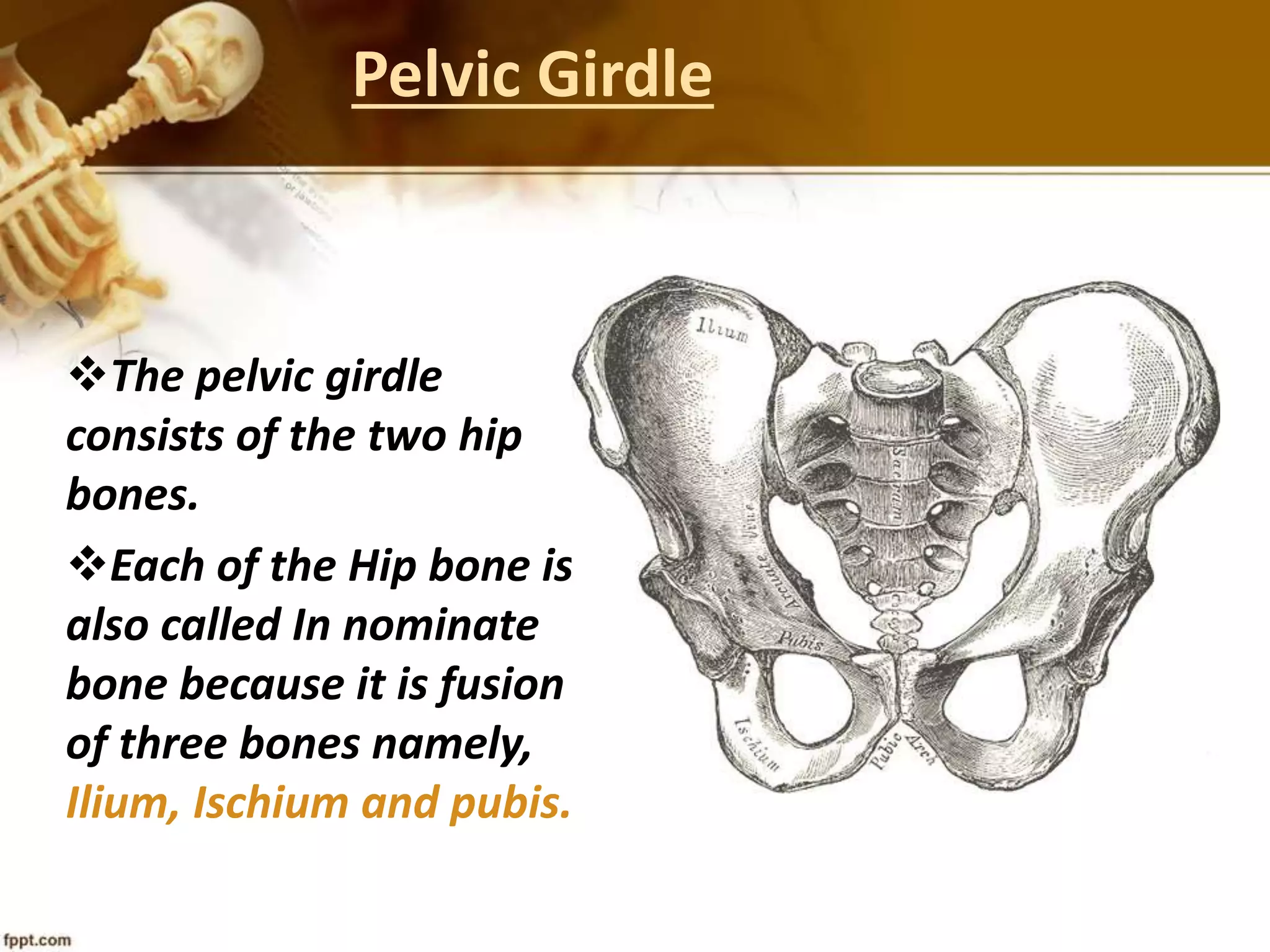 Presentation on bones | PPSX